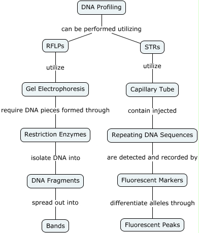 DNA Profiling - How is DNA profiling accomplished?